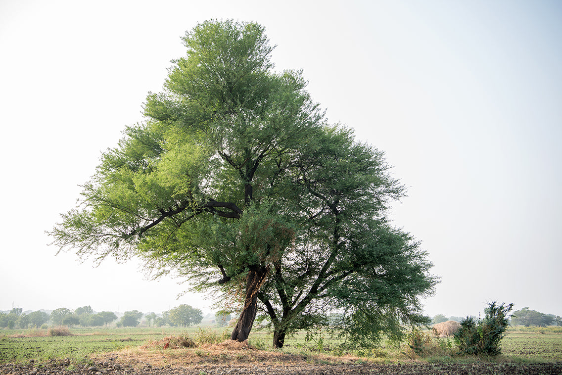 Everything You Need to Know About Acacia Senegal Gum – Enbacci Skincare